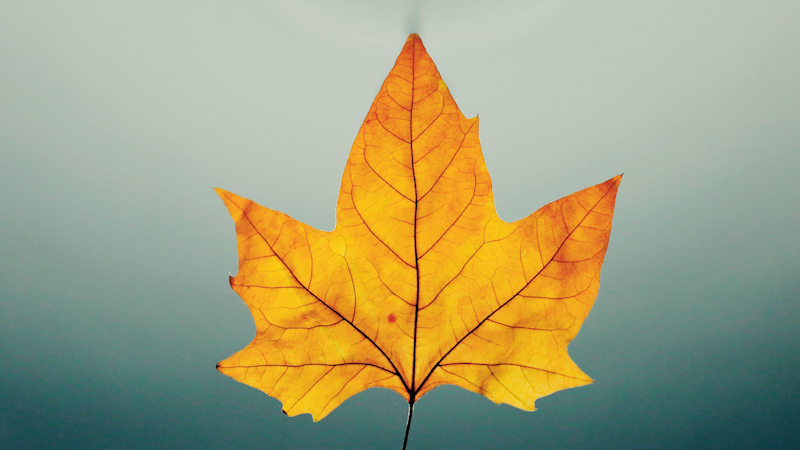 5 Digital Marketing Trends for Fall